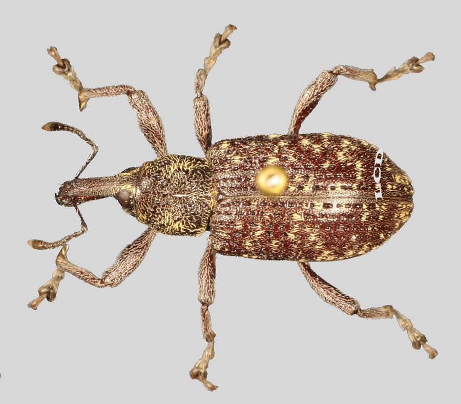 松树皮象 - 快懂百科