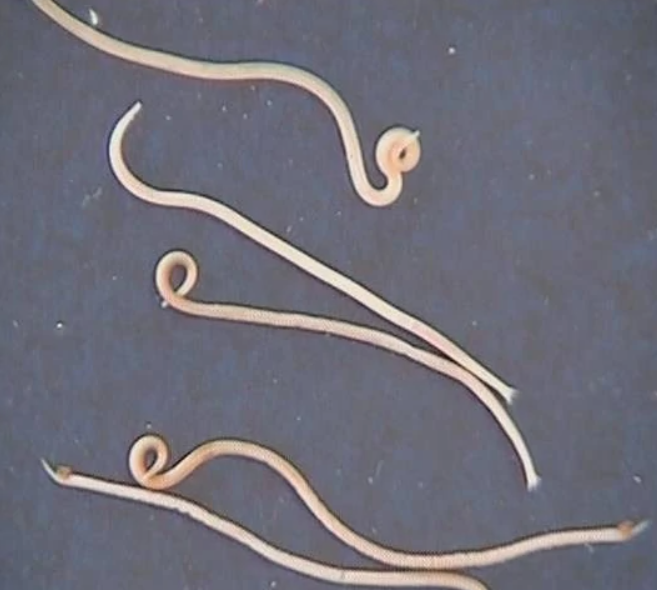 线虫动物 - 快懂百科