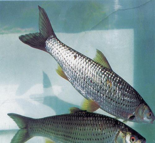 赤眼鳟 - 快懂百科