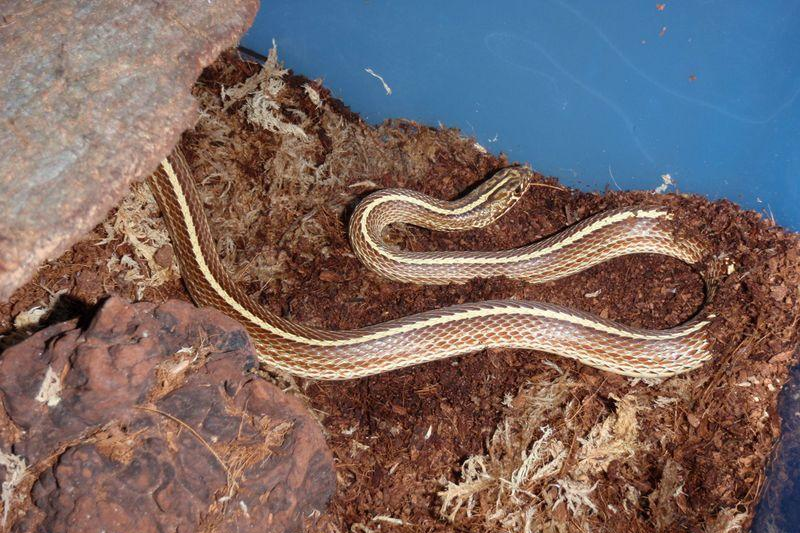 黄脊游蛇 - 快懂百科