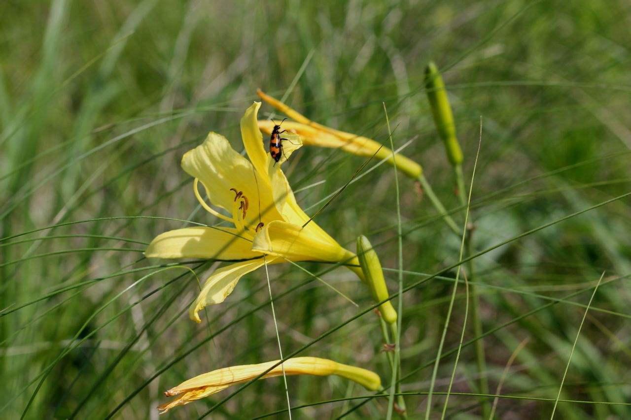 黄花百合 - 快懂百科