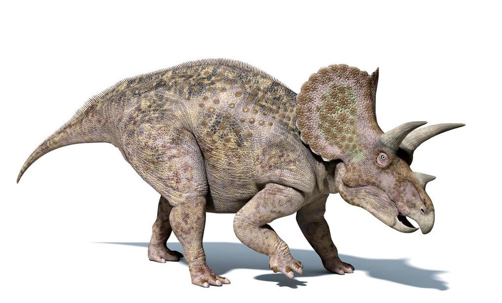 三角龙 - 快懂百科