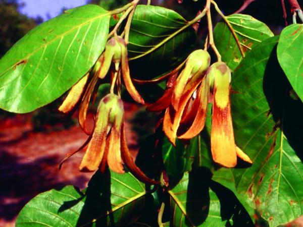 娑罗树 - 快懂百科