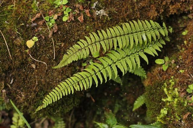 光叶蕨 - 快懂百科