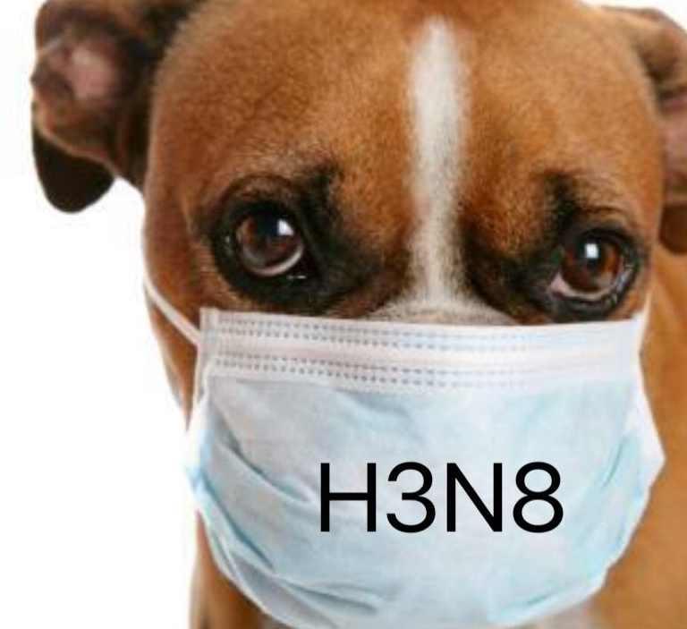 H3N8狗流感 - 快懂百科