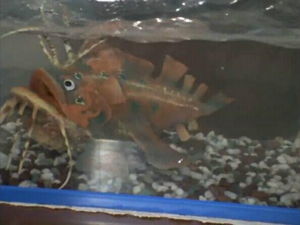 安格拉斯 - 快懂百科