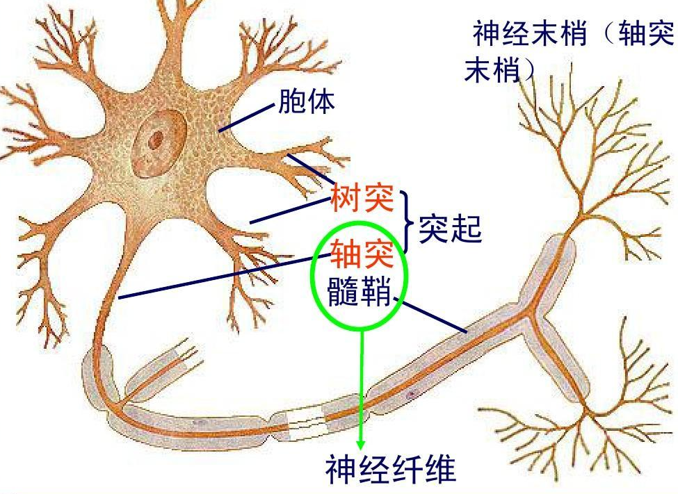 感觉神经末梢 - 快懂百科
