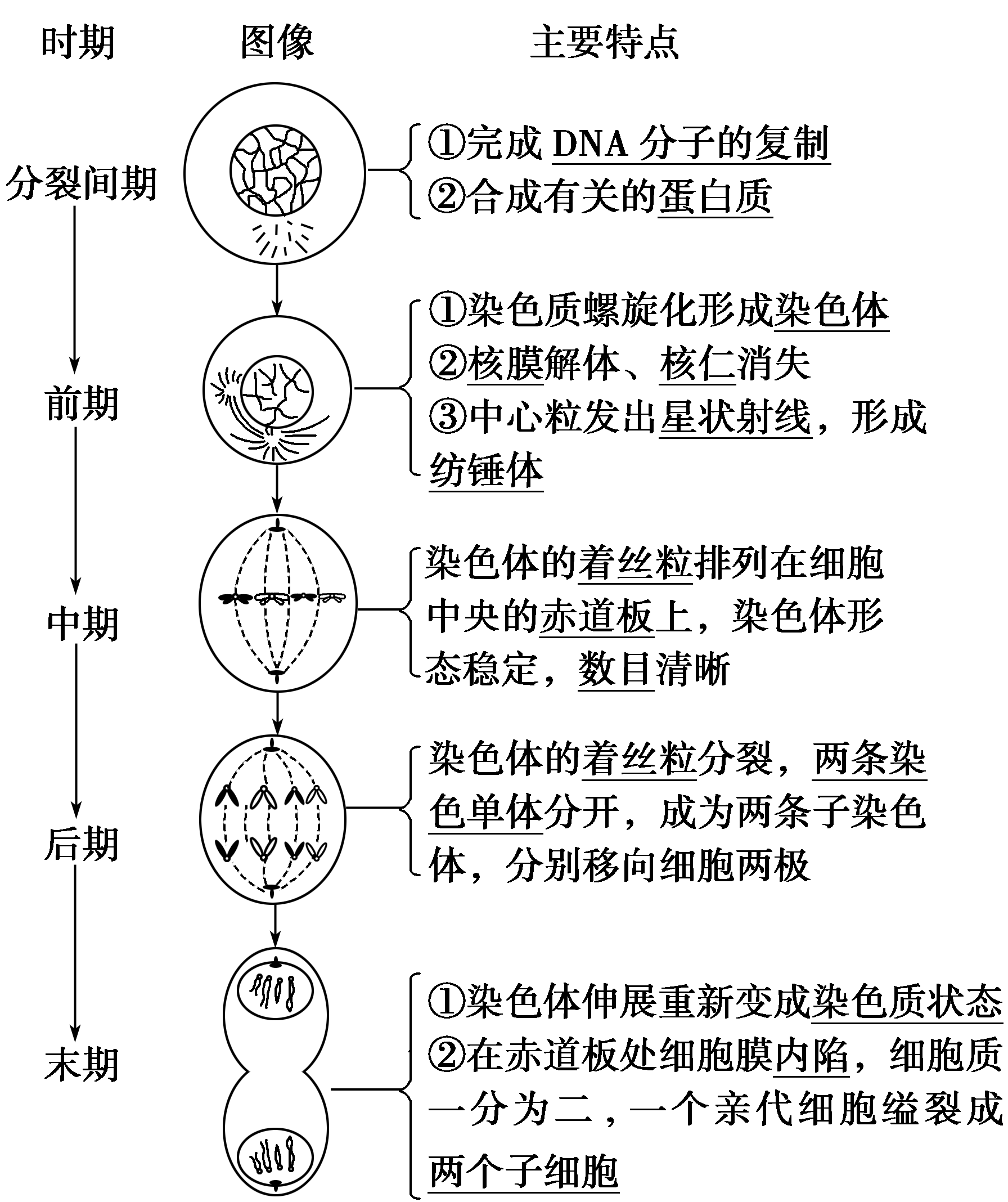 细胞增殖 - 快懂百科