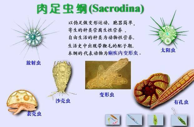 原生生物学 - 快懂百科