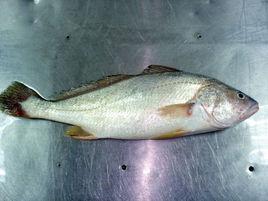 浅色黄姑鱼 - 快懂百科