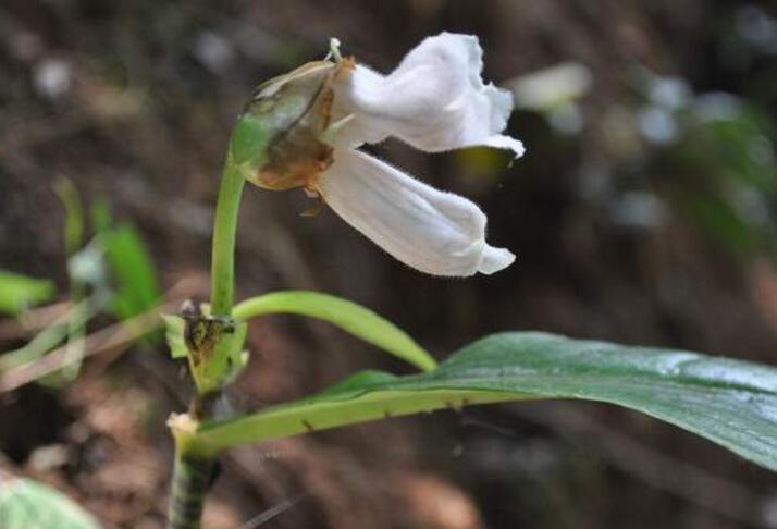 蛛毛苣苔 - 快懂百科