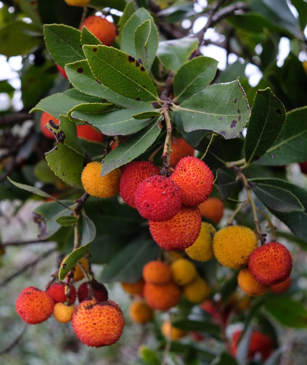 草莓树 - 快懂百科