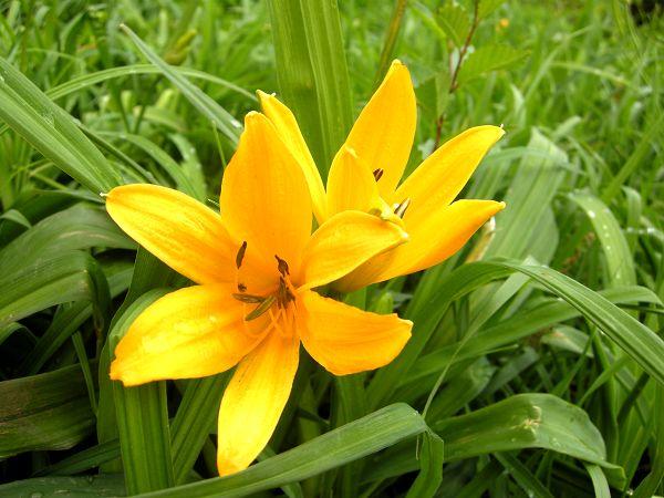 黄花百合 - 快懂百科