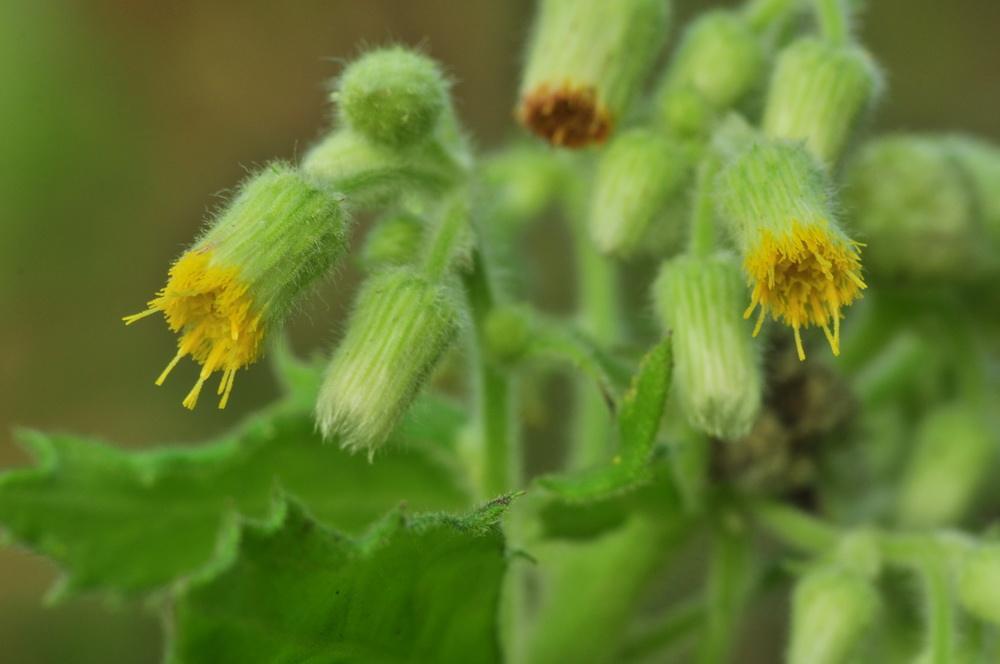 密花艾纳香 - 快懂百科