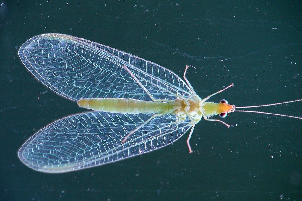 草蛉科 - 快懂百科