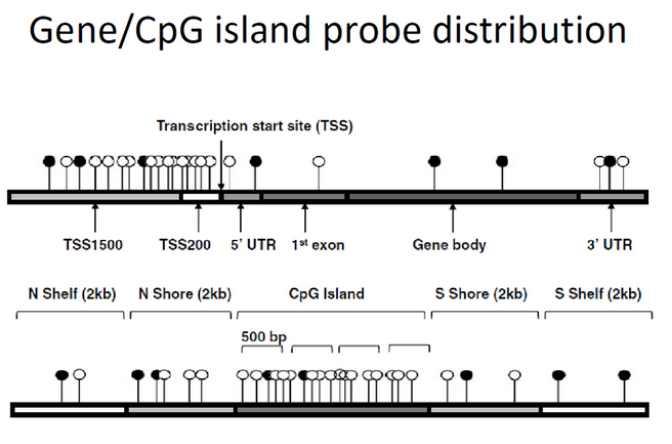 CpG岛 - 快懂百科