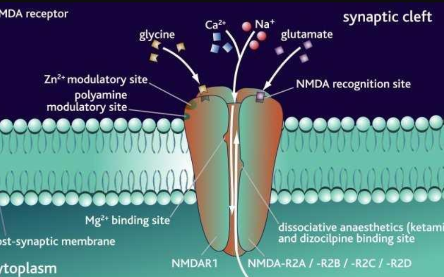 NMDA受体 - 快懂百科
