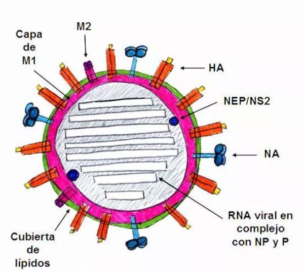 甲型流感病毒 - 快懂百科